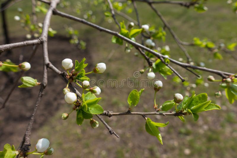Close-up of Buds on Cherry Tree Branch in Spring Stock Image - Image of ...