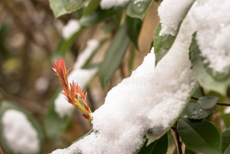 Close Up of Buds Covered in Snow Stock Image - Image of colorful ...