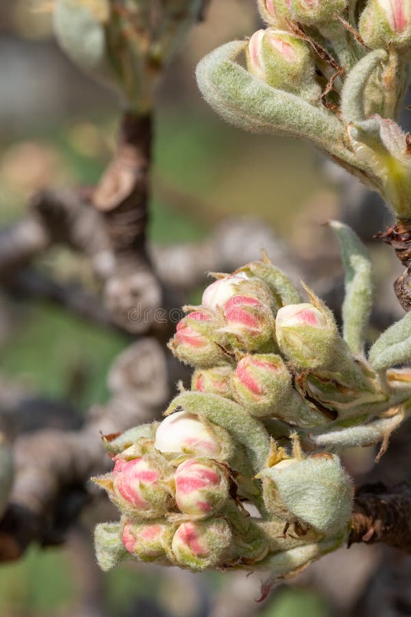 Pear buds stock image. Image of outdoor, flora, springitme - 244362303