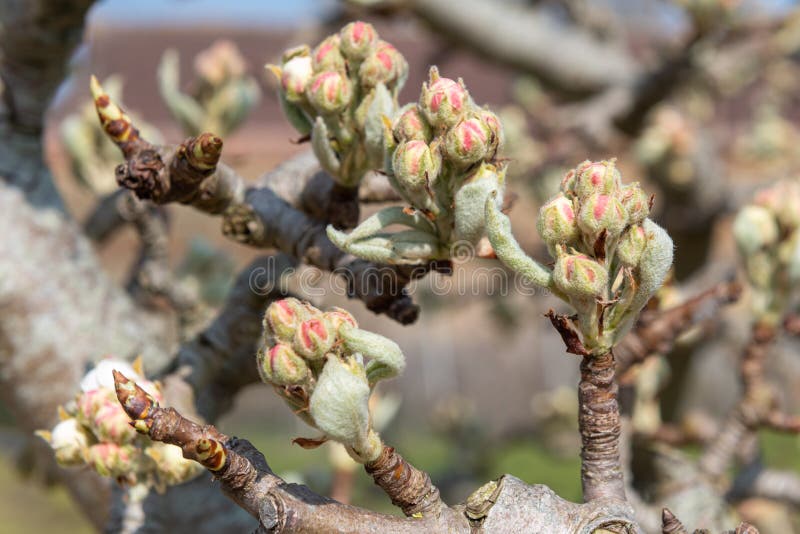 Pear buds stock photo. Image of season, emergence, environment - 244362444
