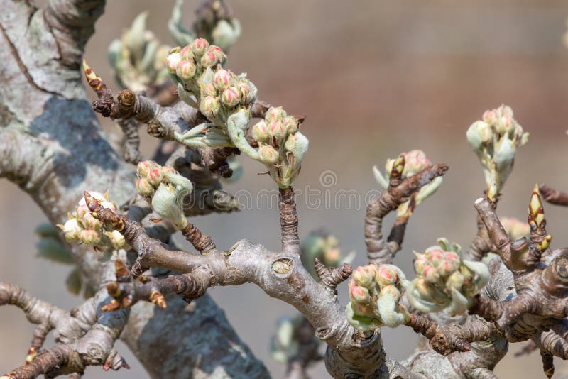 Pear buds stock image. Image of emergeance, color, close - 244362485