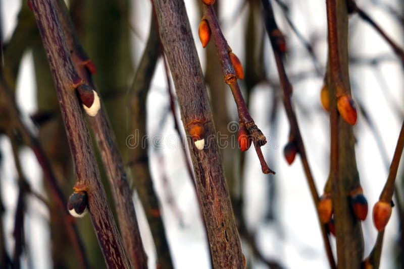 Close Up of Buds on Trees in Early Spring Stock Photo - Image of flower ...