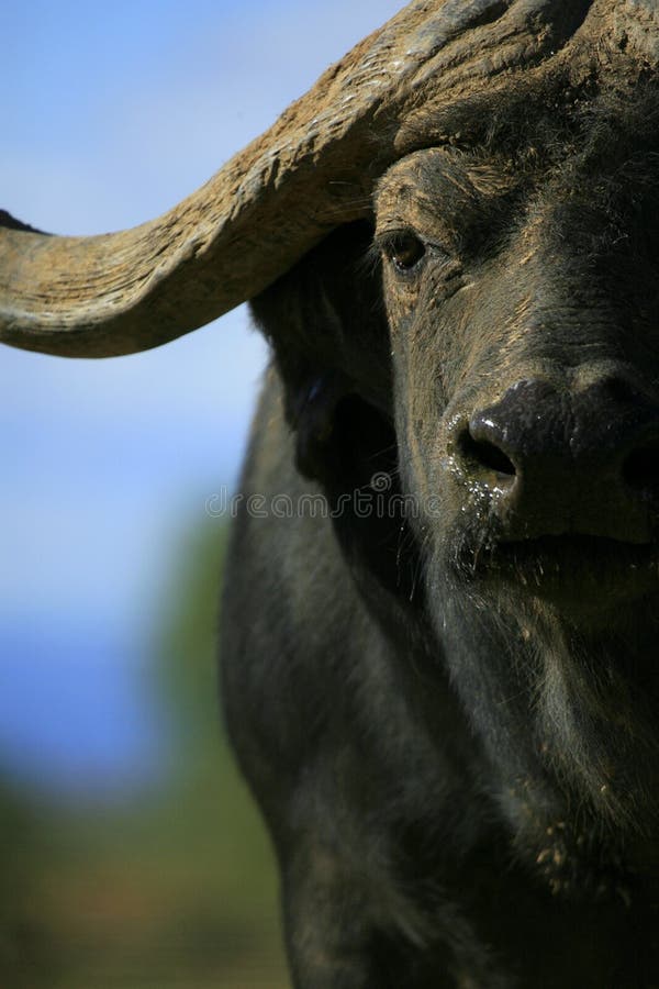 Close up of Buffalo Bull stock photo. Image of fearless - 24637944