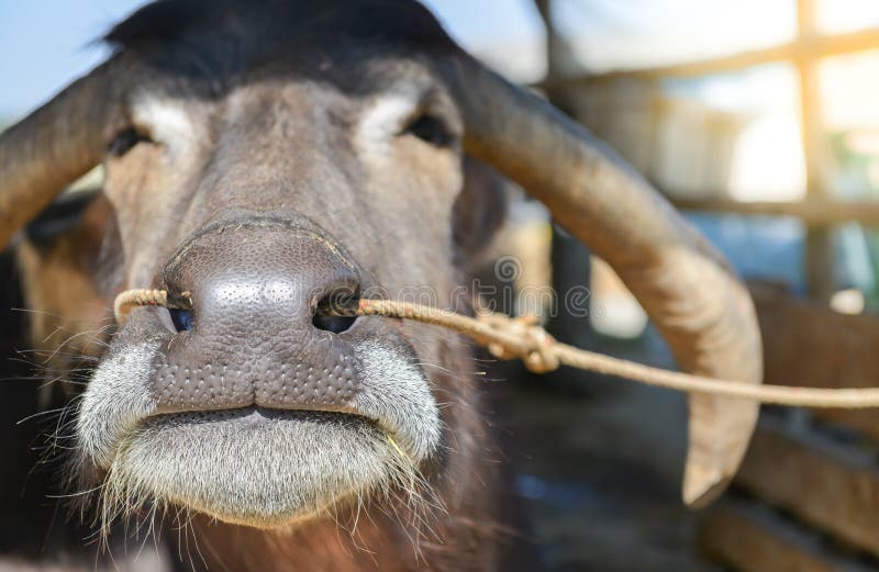 Close-up of buffalo nose stock photo. Image of male, africa - 50879118