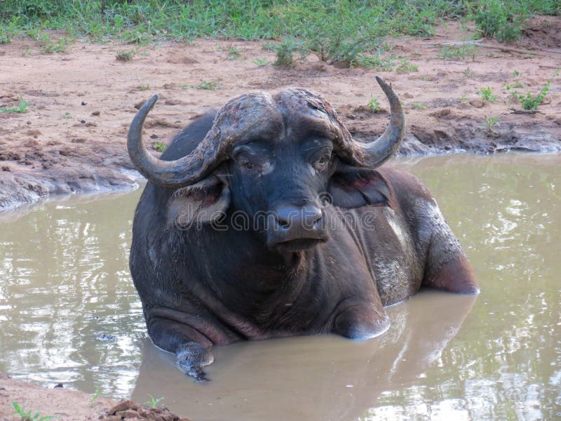 Close-up of a Buffalo Sitting in a Large Water Puddle Stock Photo ...