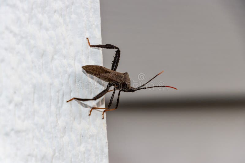 Close Up of Bug on the Side of a Building Stock Image - Image of orange ...