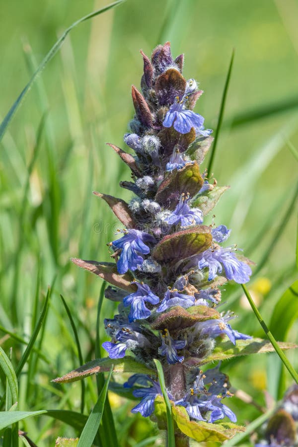 Bugle ajuga reptans flower stock photo. Image of carpet - 203921508