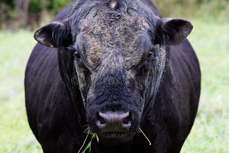 Close up of a bull stock image. Image of sign, beef, head - 15649369