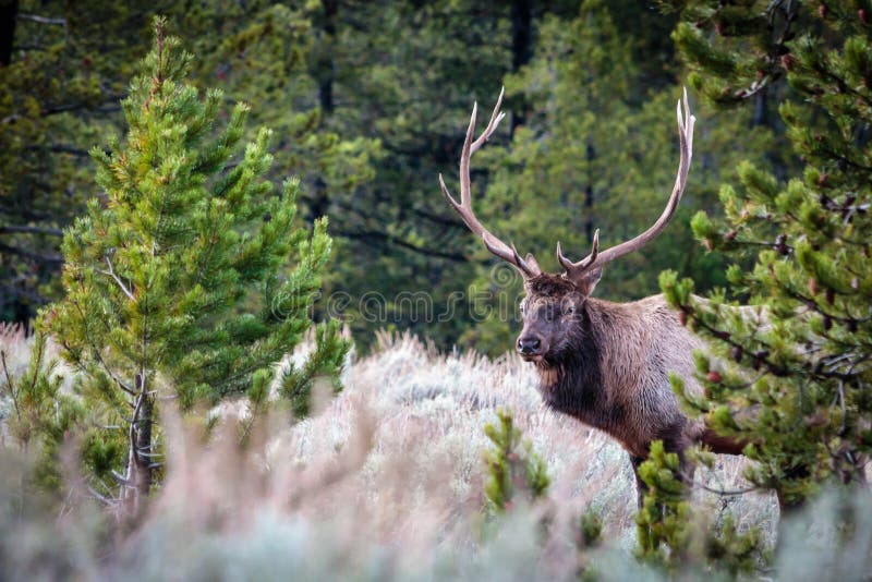 Close Up Bull Elk Standing in the Sage Stock Image - Image of golden ...