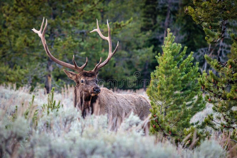 Close Up Bull Elk Standing in the Sage Stock Image - Image of bull ...