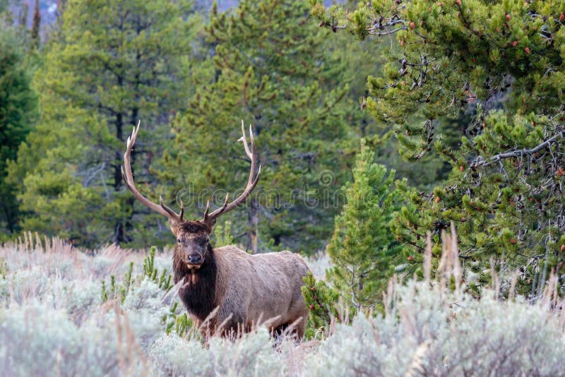 Close Up Bull Elk Standing in the Sage Stock Image - Image of golden ...