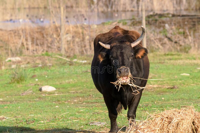 Close-up of a Bull Feeding in a Green Field in the Morning. Stock Image ...