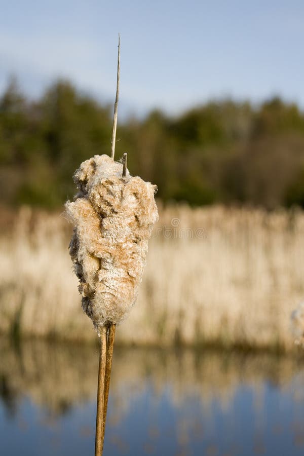Close up of a Bull Rush stock image. Image of floral - 14439435