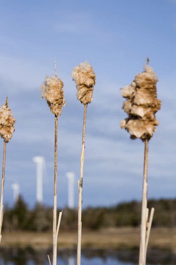 Close up of a Bull Rush stock photo. Image of outdoor - 14439476