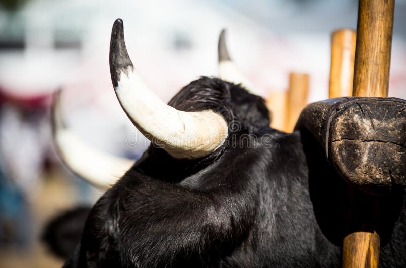 Close up bull s horn stock photo. Image of fair, yoke - 66519474