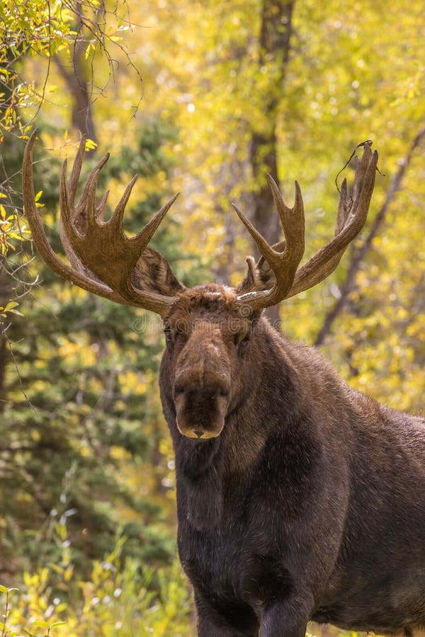 Bull Siras Moose Close Up stock image. Image of fall - 101716979 Bull Siras Moose Close Up stock image. Image of fall - 101716979