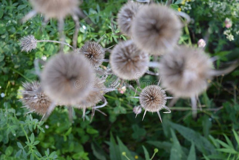 Ooch, those are sharp stock photo. Image of bull, leaves - 108744574