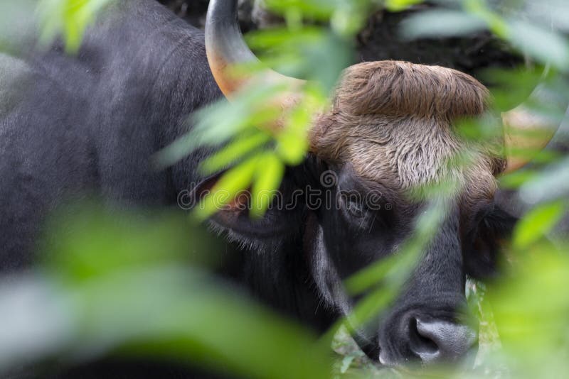 Close-up of Bull in the Wild Stock Image - Image of wild, horns: 284127113