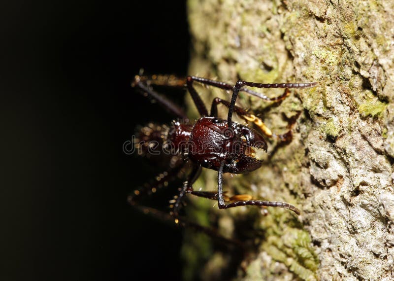 Amazon Bullet Ant Stock Photos - Free & Royalty-Free Stock Photos from ...