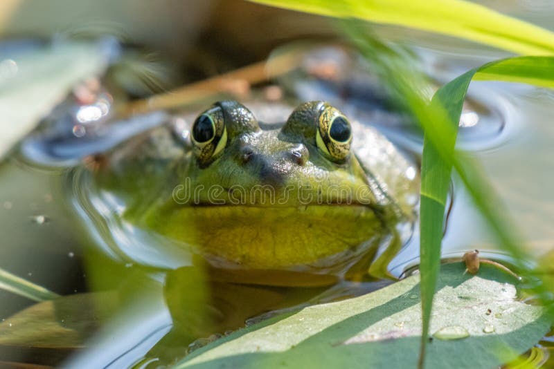Close Up of a Bullfrog - Michigan Stock Image - Image of america ...