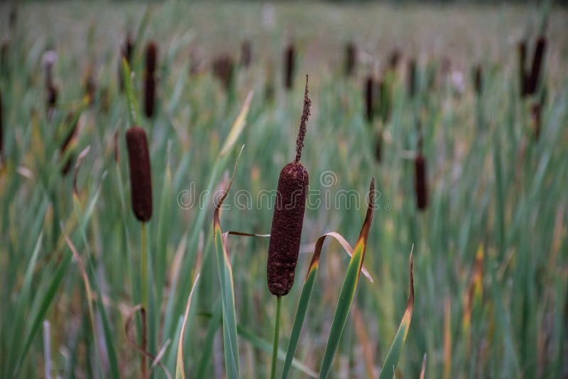 Close Up of a Bulrush, Aka. Cattail (Typha Latifolia) Stock Image ...