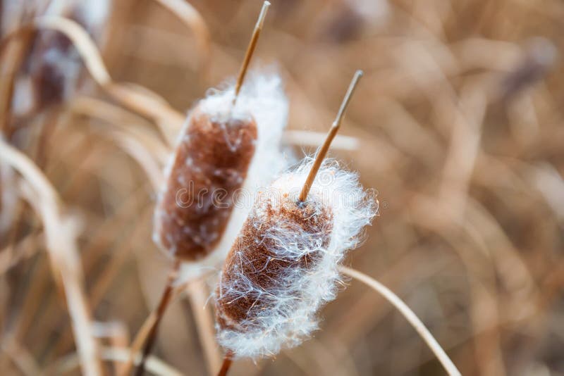 Close up Bulrush plant stock image. Image of national - 94736295