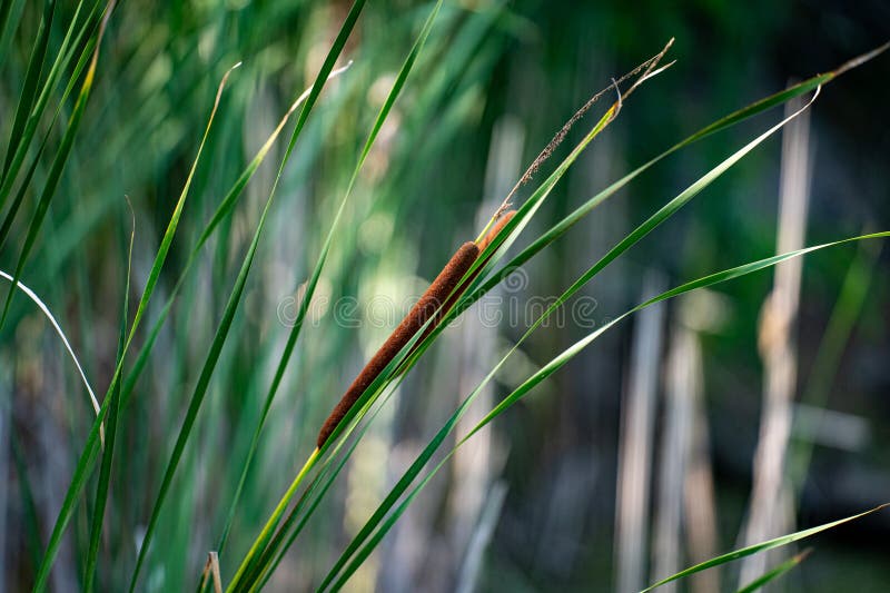 Close Up of Bulrush Reed, Cattails Near a Pond Stock Image - Image of ...