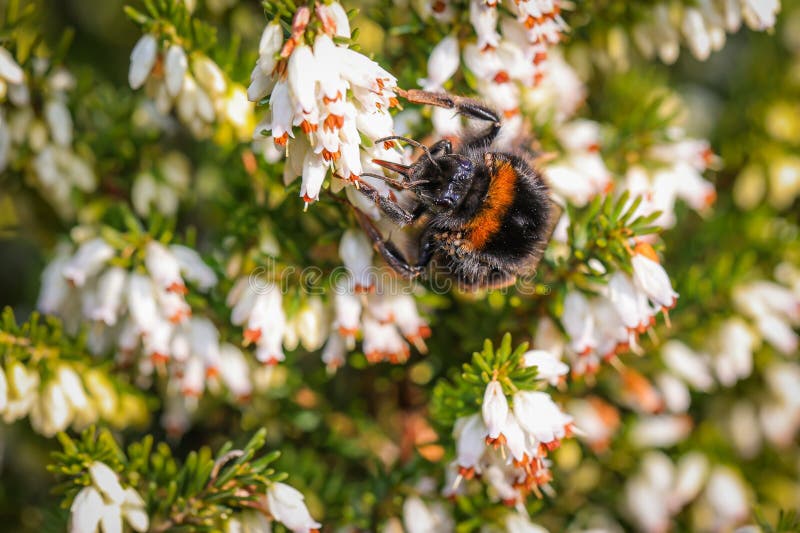 Close Up of a Bumble Bee Collecting Nectar from Heather Stock Photo ...