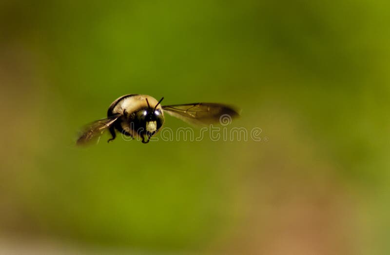 Close Up Bumble Bee Flying Toward the Camera. Stock Image - Image of ...