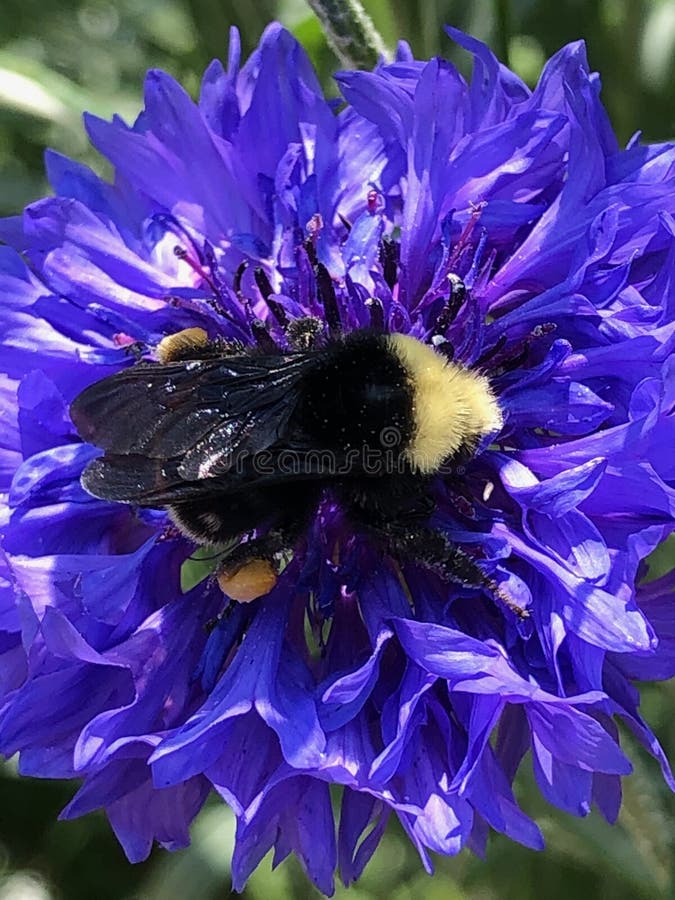 Bumble Bee Pollinating a Blue Flower Stock Image - Image of wild ...