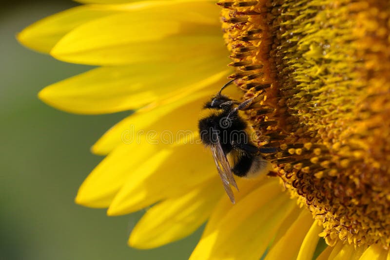Close-up of a Bumblebee Collecting Pollen on a Sunflower. Stock Image ...
