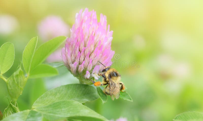 Close-up Bumblebee Collects Nectar on a Clover Flower on the Green ...