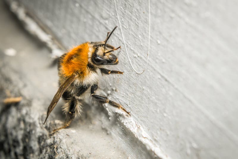 Close-up of a Bumblebee Crawling on a Wall, Germany Stock Photo - Image ...