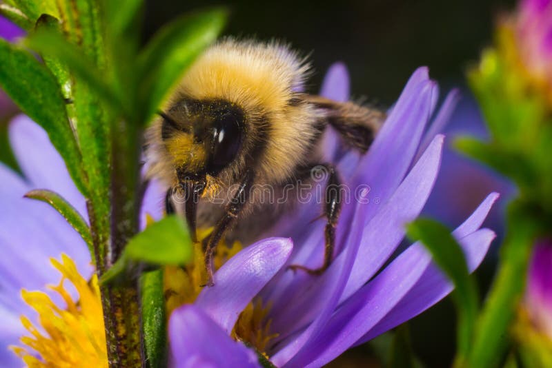 Close Up of Bumblebee on the Flower with Green Background Stock Photo ...