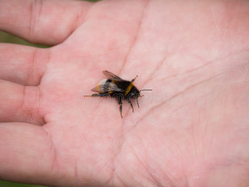 Bumblebee on One Hand in Spring Stock Image - Image of bees, nature ...