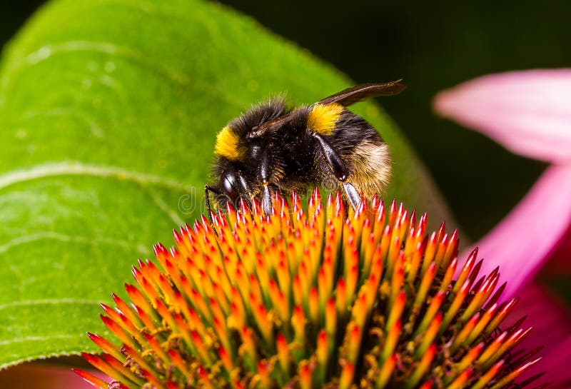 Bumblebee Pollinating a Mexican Sunflower Stock Image - Image of ...