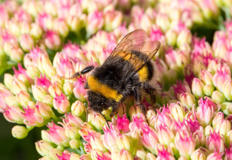 Bumblebee Pollinating Flowers Stock Image - Image of grass, head: 100293907