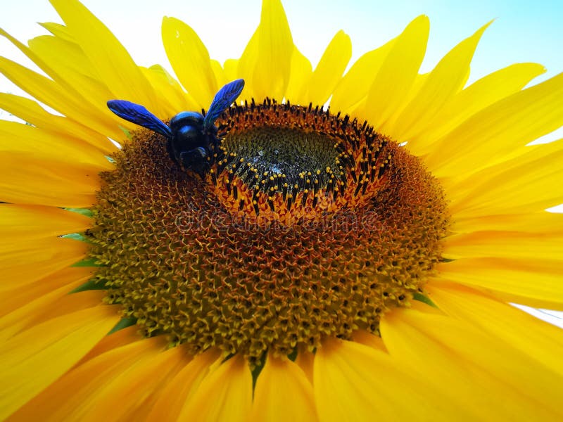 Close-up of a Bumblebee Resting on a Sunflower Stock Photo - Image of ...