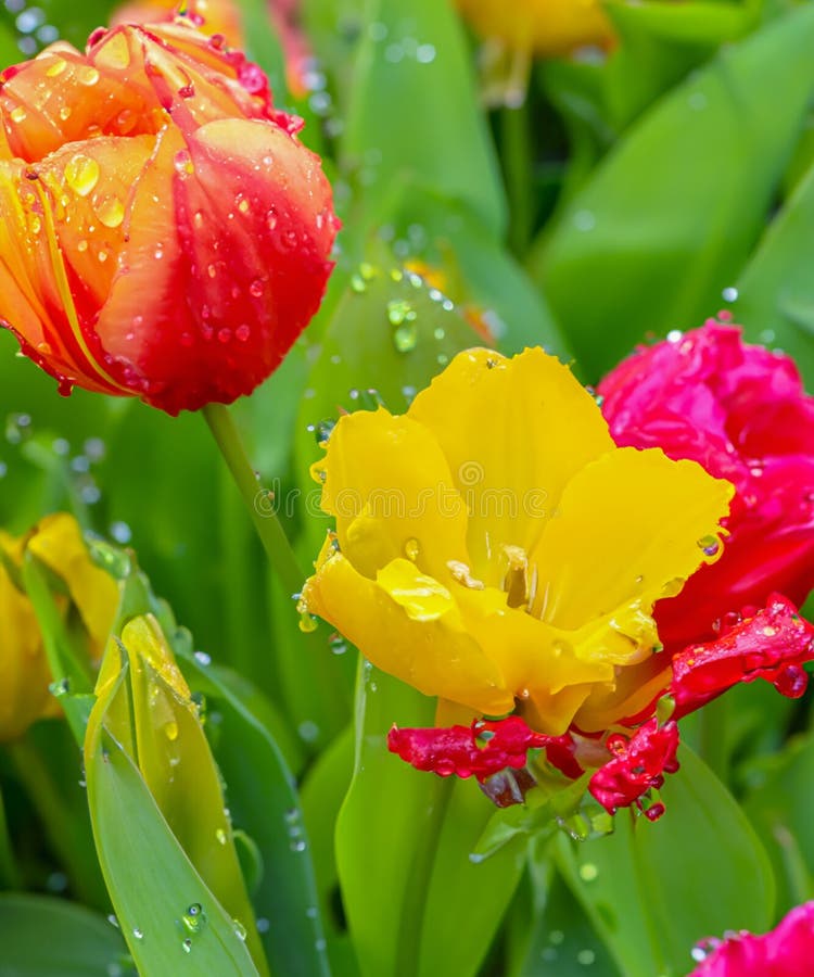Close Up of a Bunch of Bright Colourful Flowers with Water Droplets ...