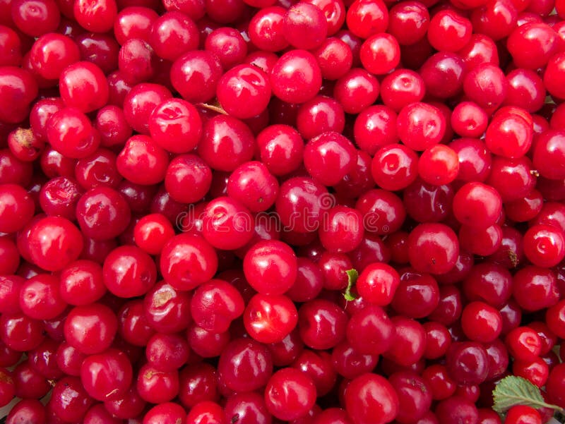 Close-up of a Bunch of Red Cherries Stock Image - Image of edible ...