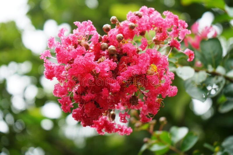 A Close-up of Bunch of Coral Pink Sioux Crape Myrtle Flowers. Stock ...