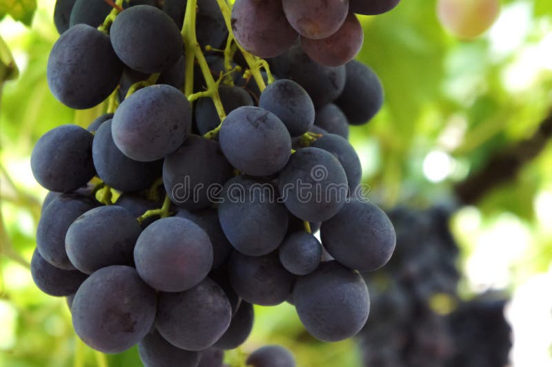 Close-up of a Bunch of Dark Black Grapes on Grapevine in Vineyard Stock ...