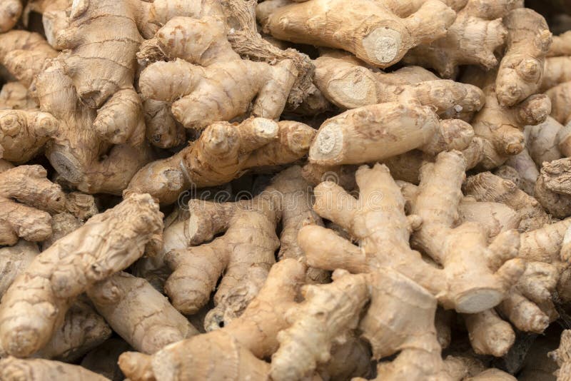 Close Up a Bunch of Gingers at Amsterdam the Netherlands 6-10-2022 ...