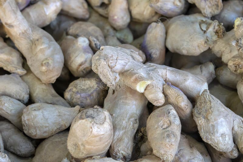Close Up a Bunch of Gingers at Amsterdam the Netherlands 7-2-2023 Stock ...