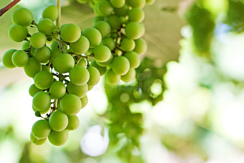 Close-up of a Bunch of Grapes Stock Image - Image of garden, macro ...