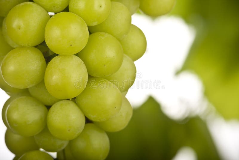 Grapes stock image. Image of garden, green, copyspace - 3022981