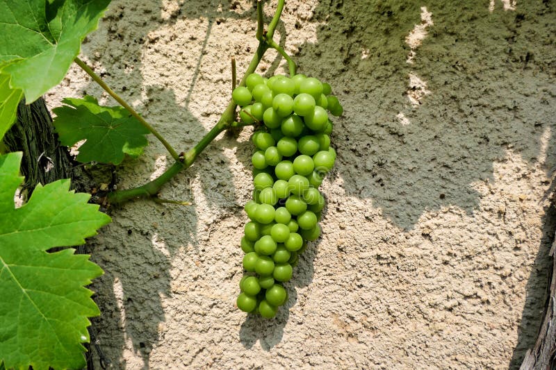 Wall Grown Grape Vine stock image. Image of grapes, cluster - 282791491