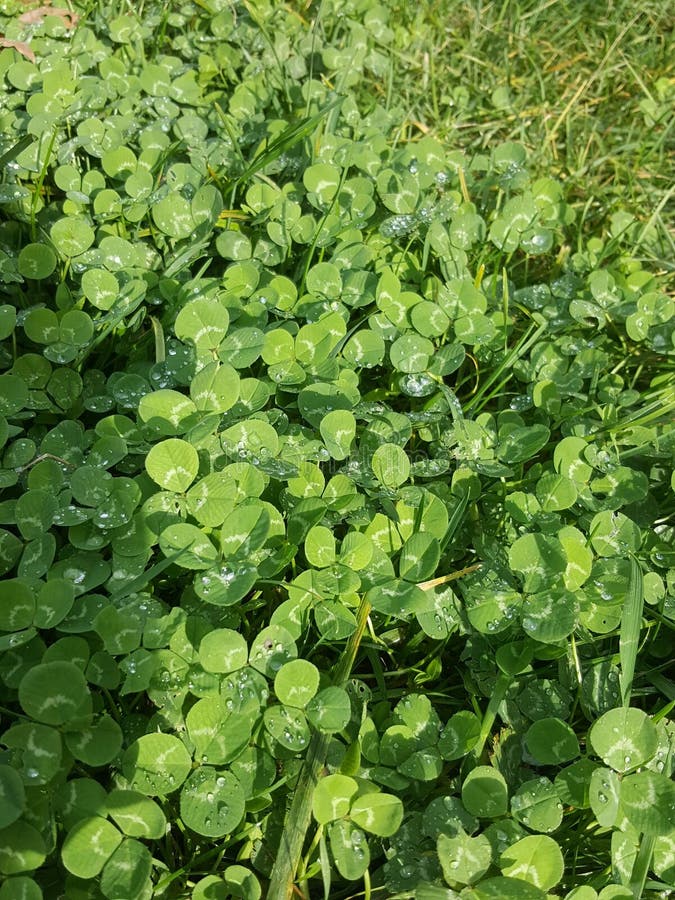 Close Up of a Bunch of Green Clover. Clover Background Stock Photo ...