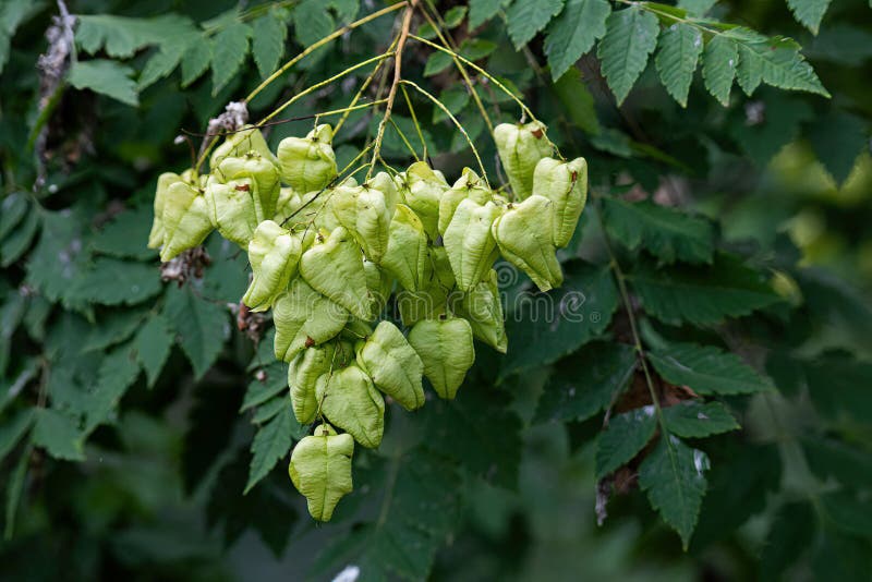 Green Legume Bunch on a Tree Stock Image - Image of europe, vegetation ...