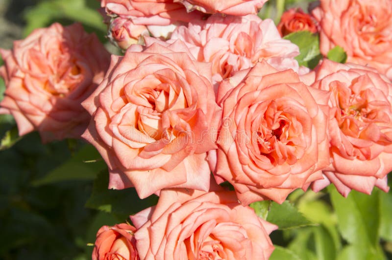 Close-up: a Bunch of Nine Light Pink Roses Stock Photo - Image of ...